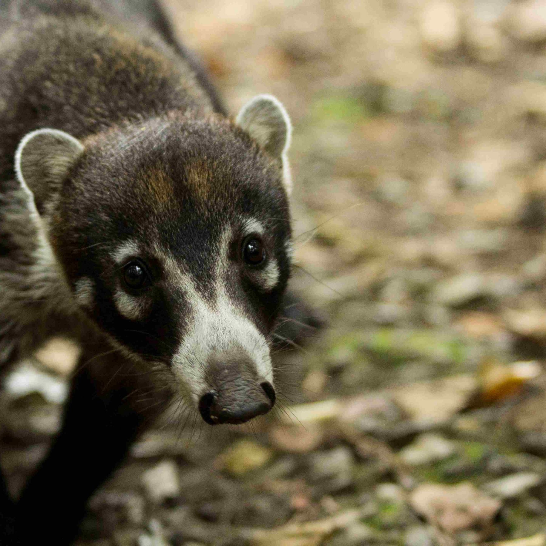 Two nights in Corcovado-Sirena from Puerto Jiménez | Costa Rica Te Enamora