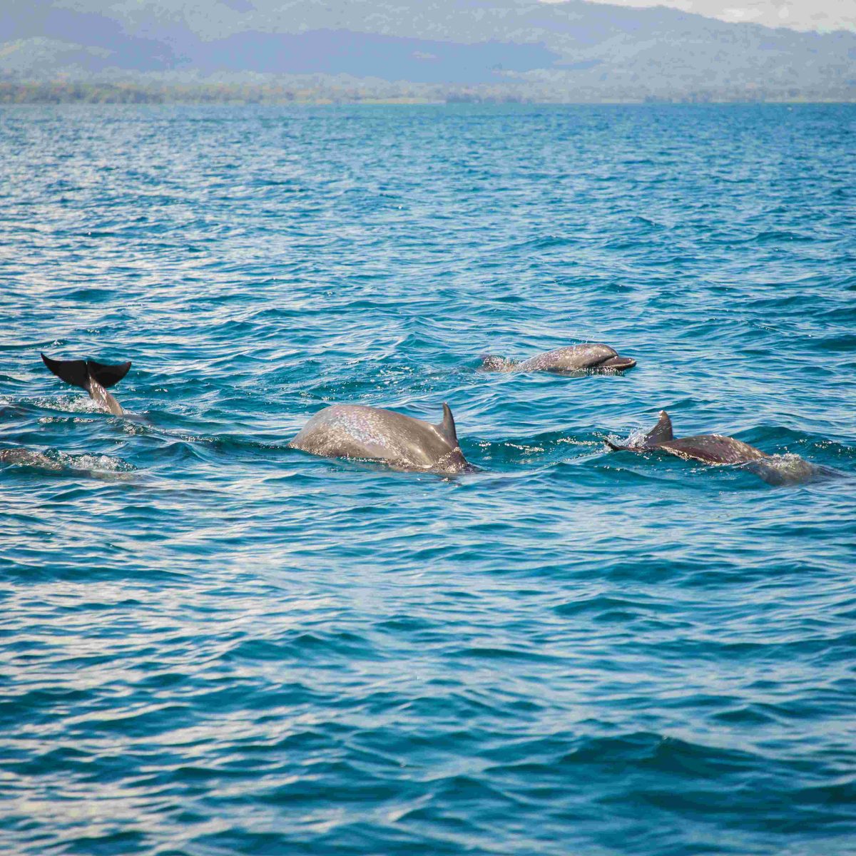 Isla del Caño desde Bahía Drake | Costa Rica Te Enamora