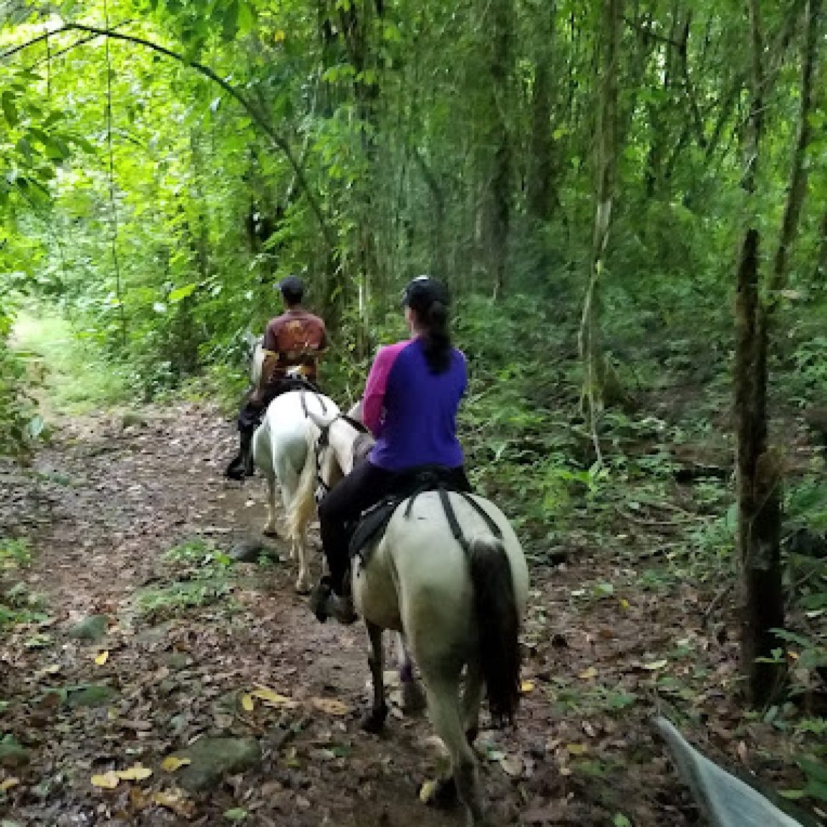 Disfrute de las cabalgatas | Costa Rica Te Enamora