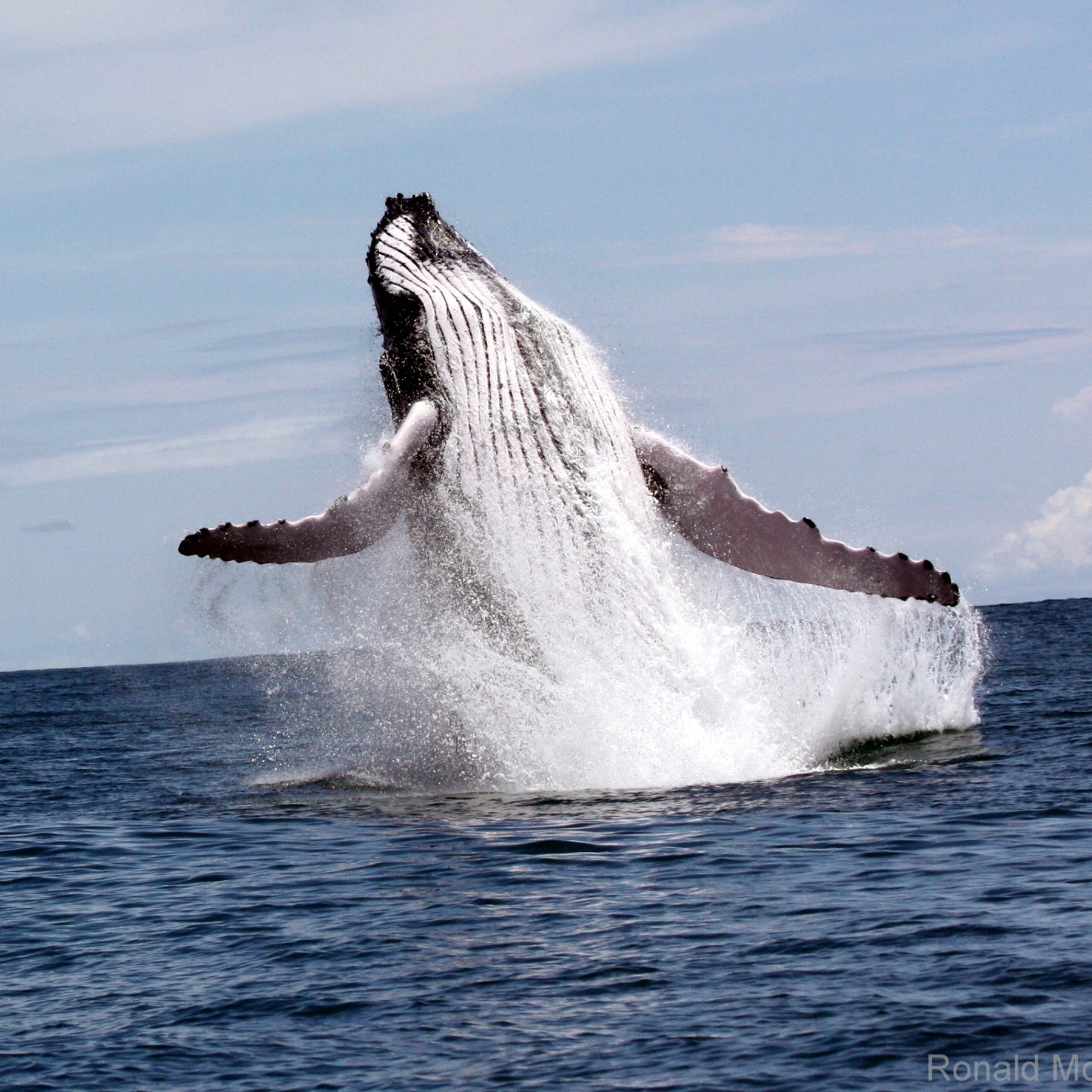 Tour de Avistamiento de Ballenas desde Manuel Antonio | Costa Rica Te ...