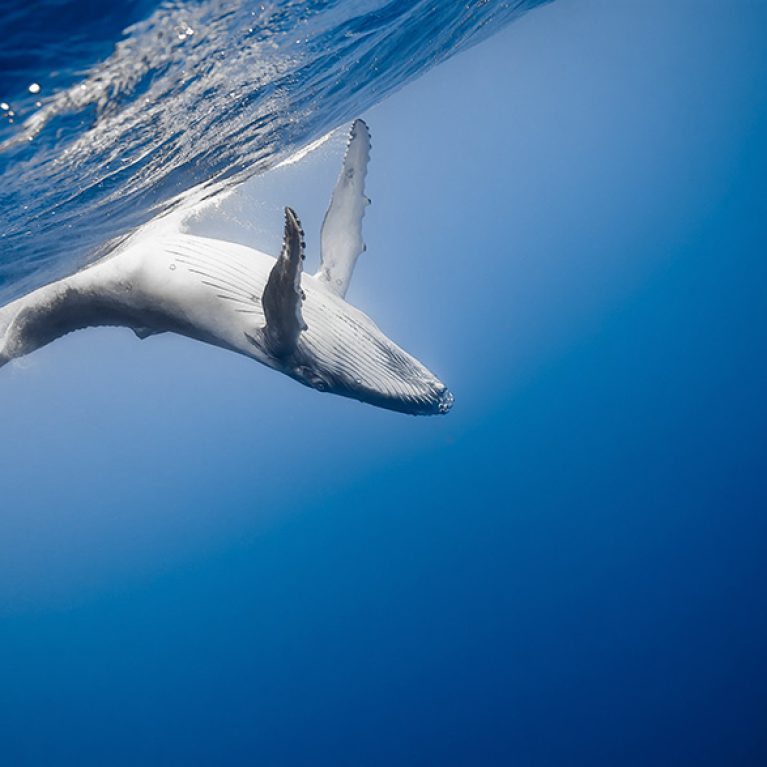 Conozca el Parque Nacional Marino Ballena | Costa Rica Te Enamora