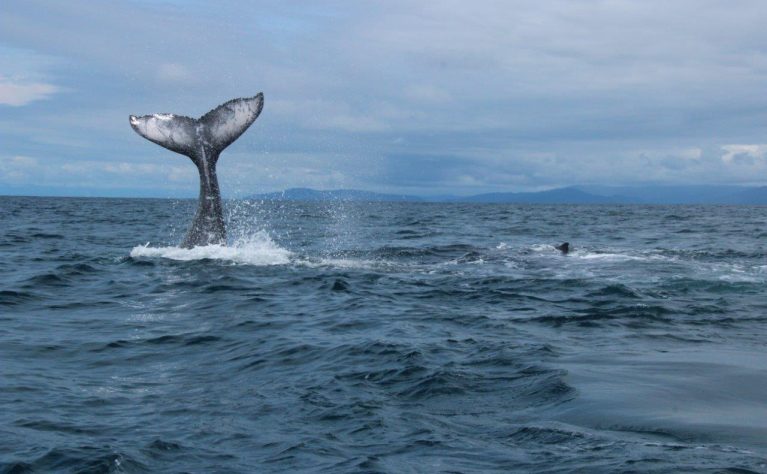 Conozca el Parque Nacional Marino Ballena | Costa Rica Te Enamora