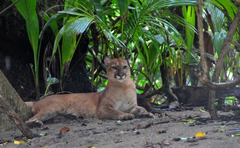 Corcovado National Park Tour from San José | Costa Rica Te Enamora