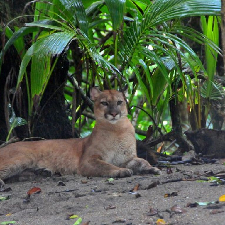 Tour del Parco Nazionale del Corcovado da San José | Costa Rica Te Enamora