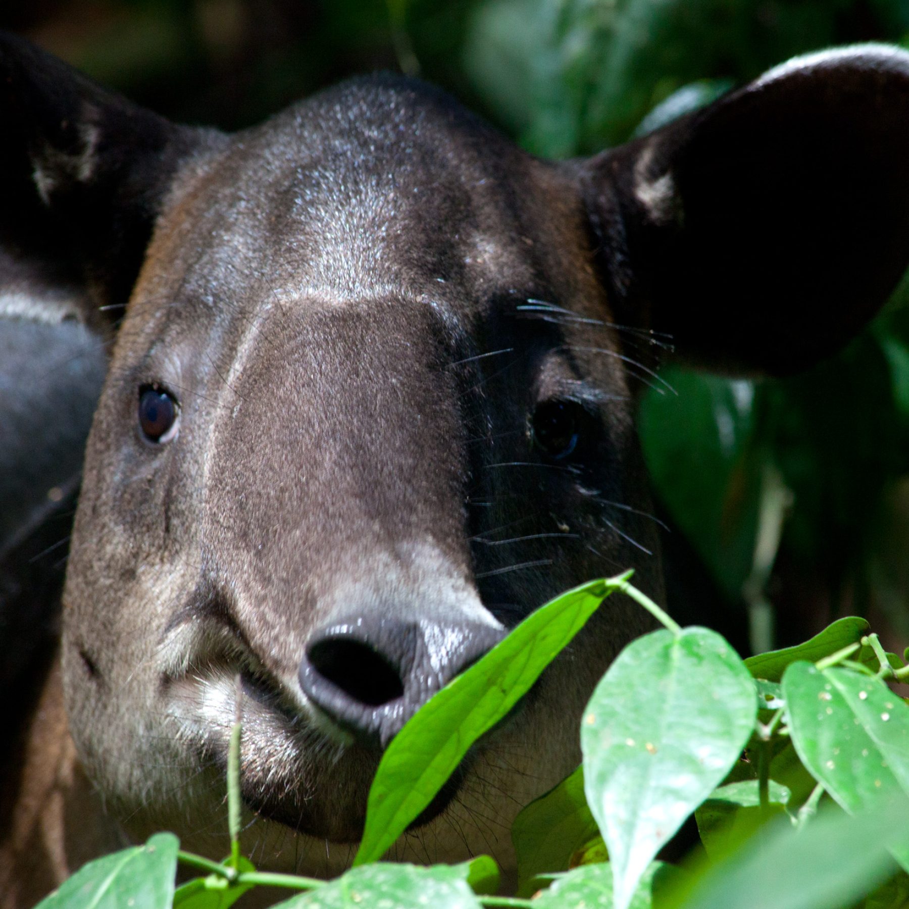 Übernachtung in Corcovado, Sirena Station von Drake Bay | Costa Rica Te ...