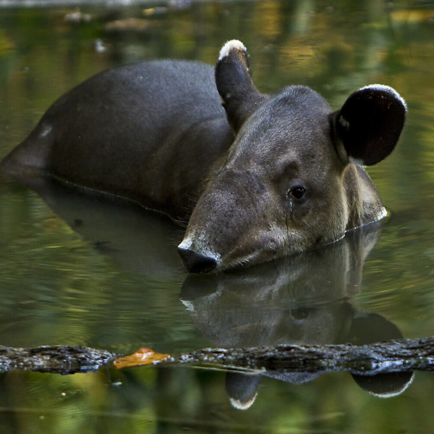 Overnight in Sirena from Puerto Jimenez by boat. | Costa Rica Te Enamora