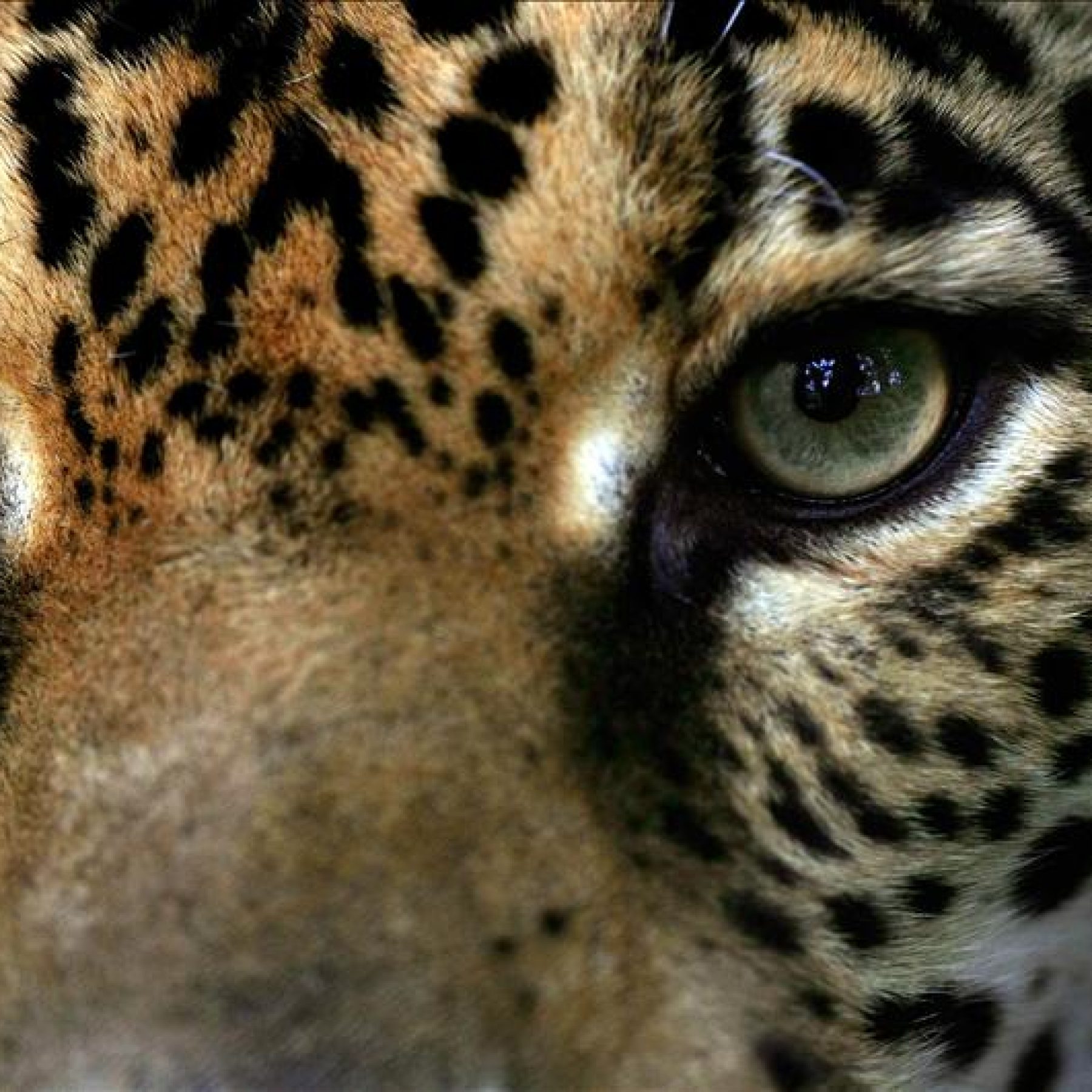 Tour Corcovado – Sirena desde Puerto Jímenez | Costa Rica Te Enamora