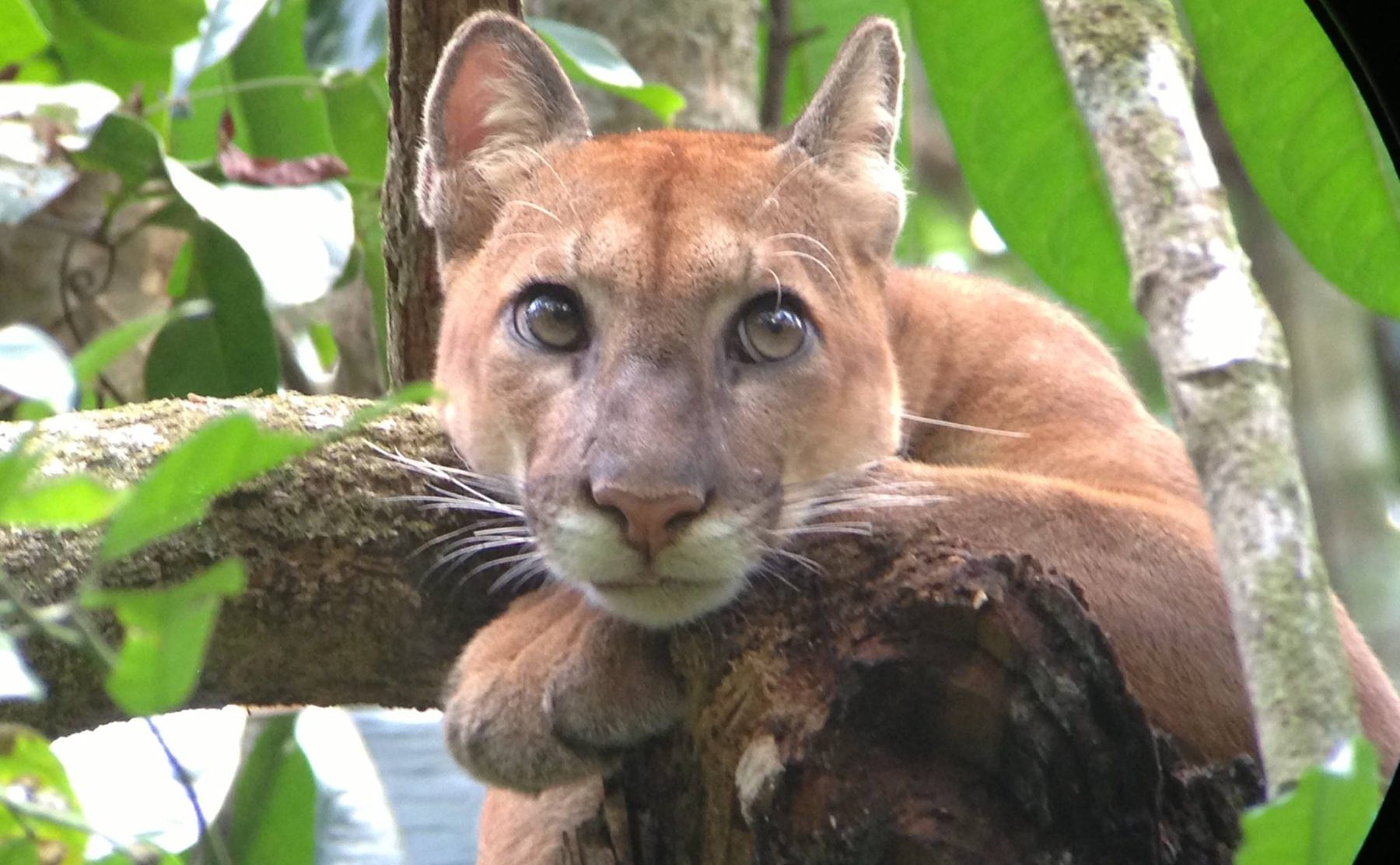 Conozca el Parque Nacional Marino Ballena | Costa Rica Te Enamora